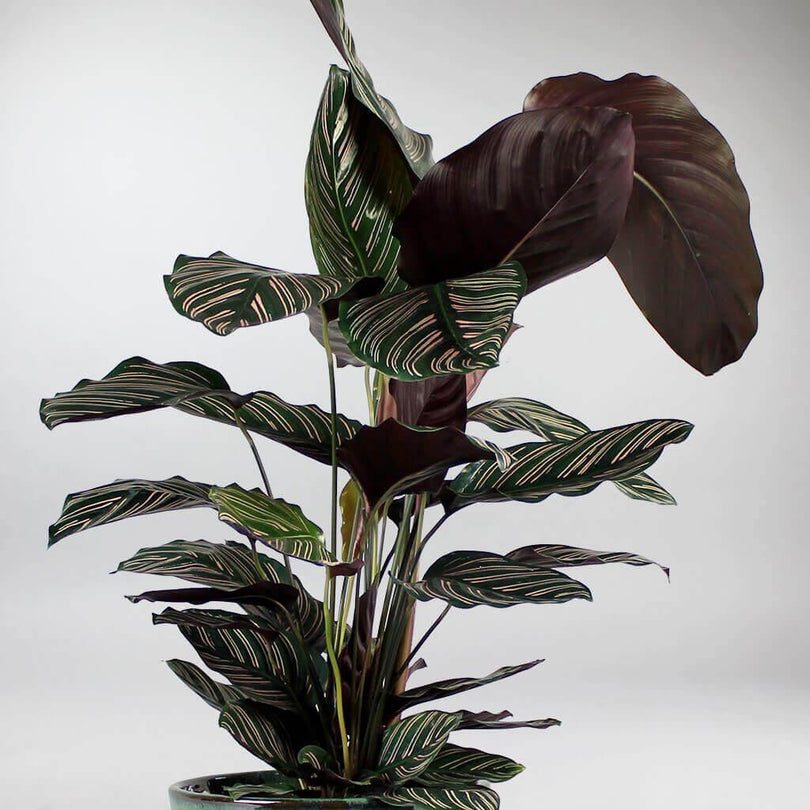 Calathea Pink Ornata Plant | Pinstripe Calathea Houseplant – Bloombox Club