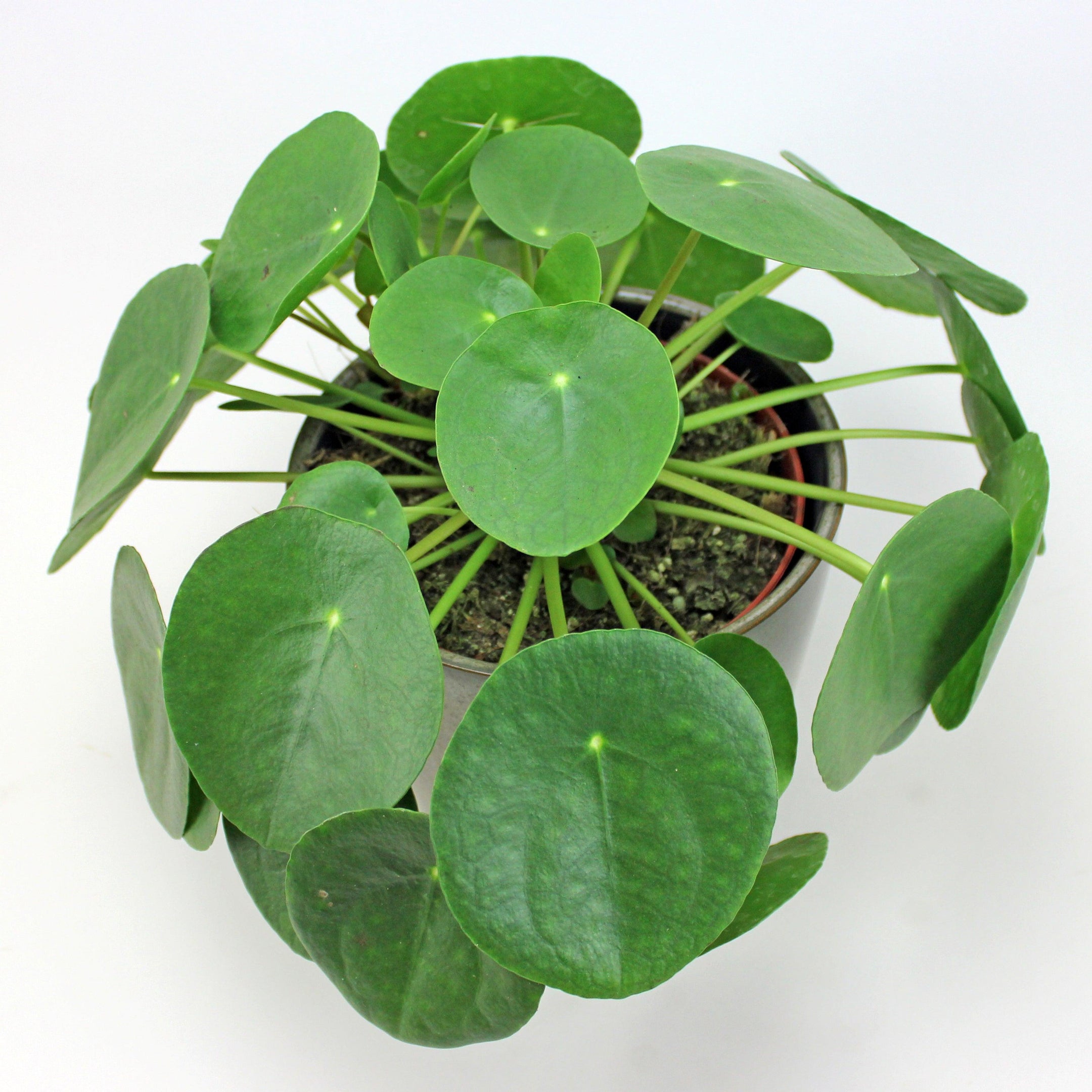 Pilea Peperomioides | Popularly Called Chinese Money Plant | Bloombox Club