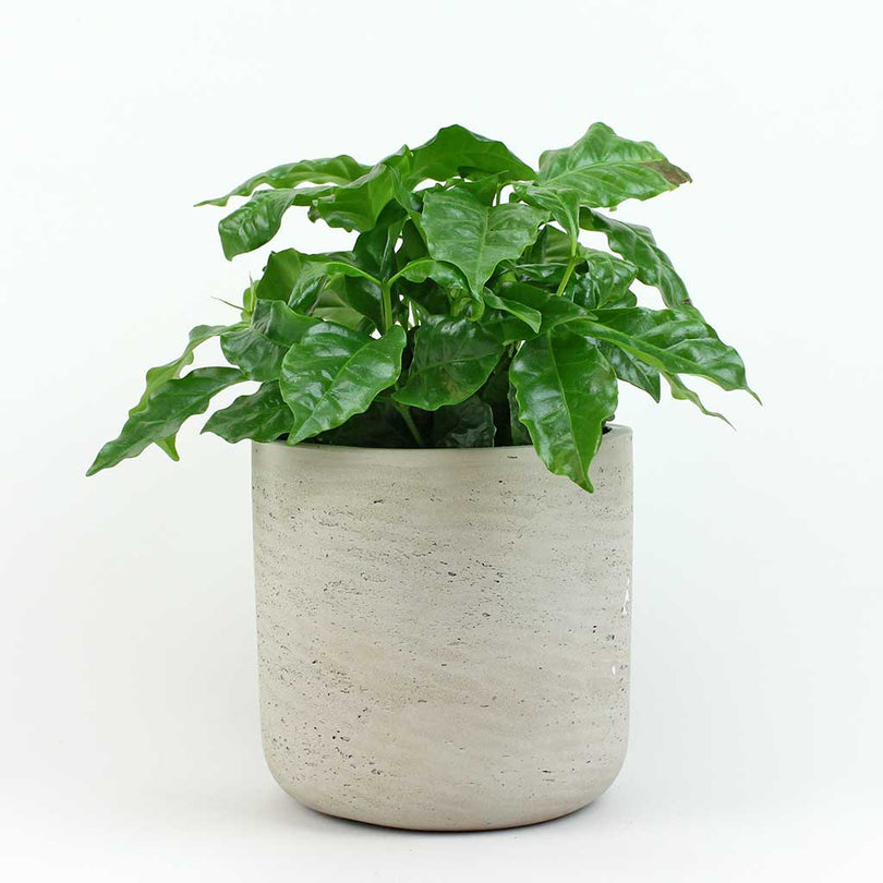 Coffee Plant | Lush Greenery for Coffee Lovers – Bloombox Club