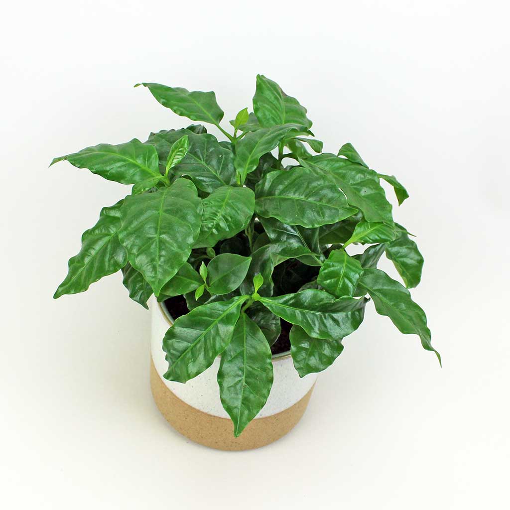 Coffee Plant (Coffea Arabica) – Lush Greenery for Coffee Lovers ...