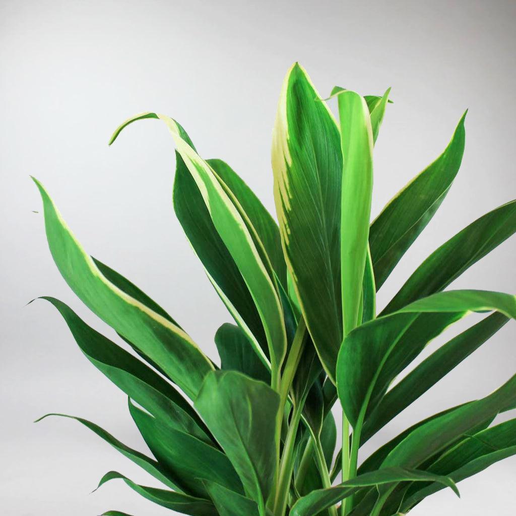 Good Luck Cordyline Conga Plant - Air Purifying & Stress Reducing ...