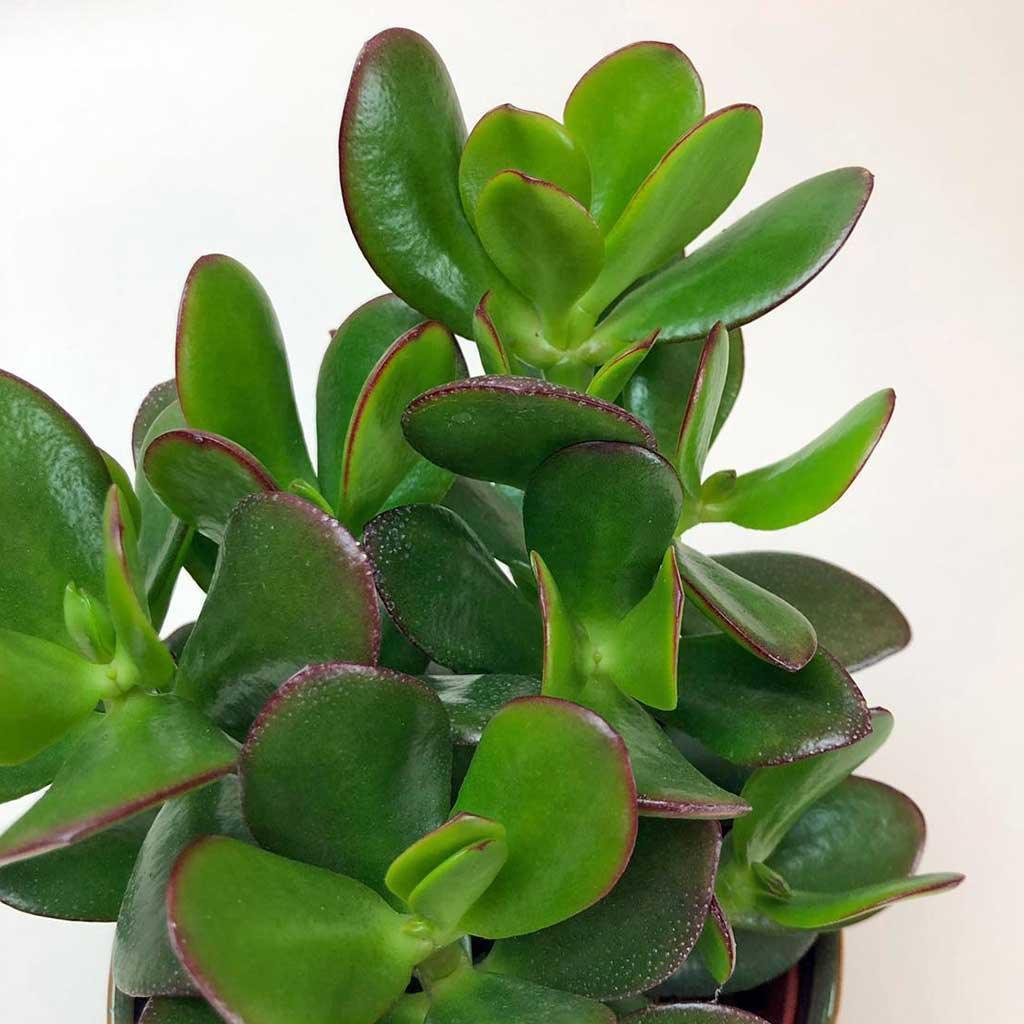 Jade Succulent Plant – A Sign of Prosperity & Easy-Care Houseplant ...