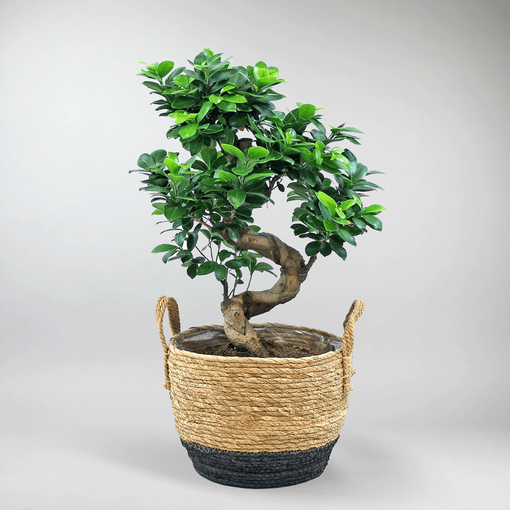 Ficus Microcarpa:The Yoda of Plants | Perfect Miniature Tree – Bloombox ...
