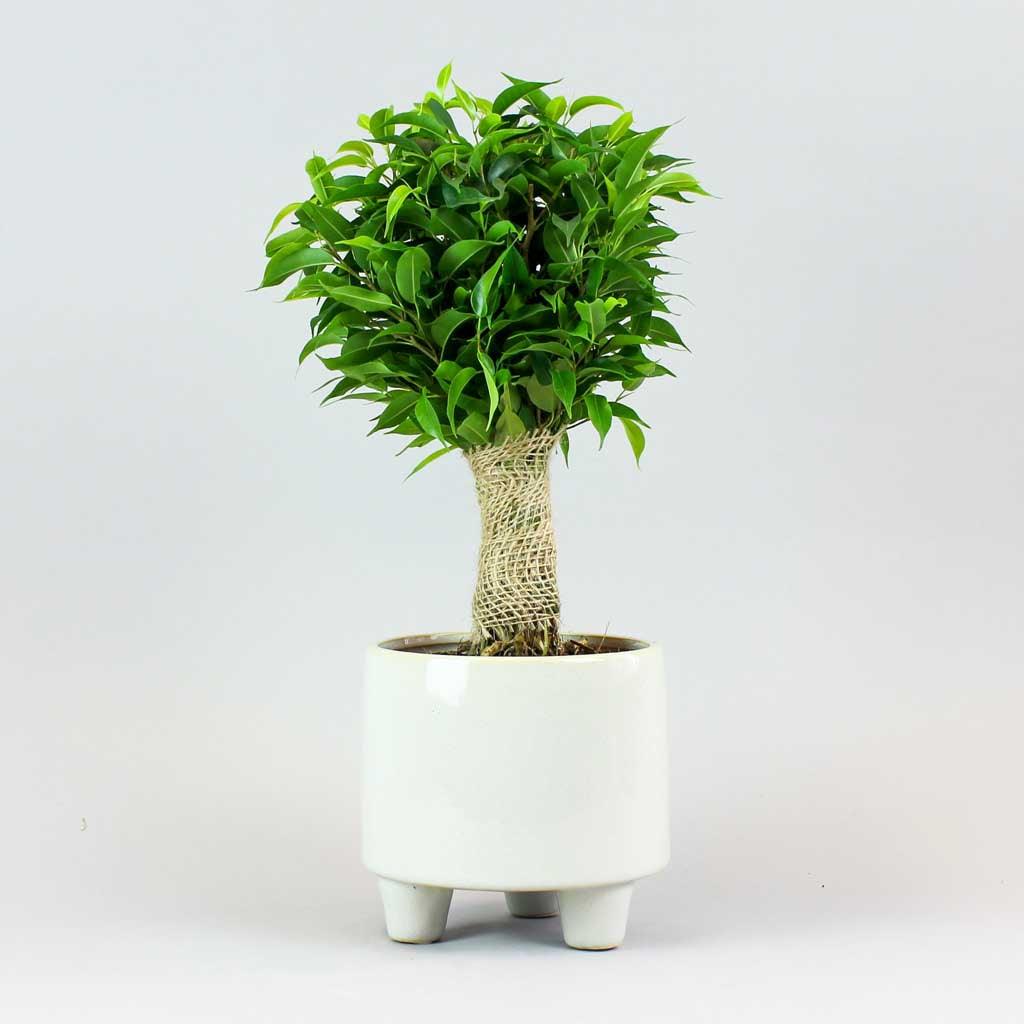Weeping Fig Tree (Ficus Natasha) | Indoor Tree – Bloombox Club