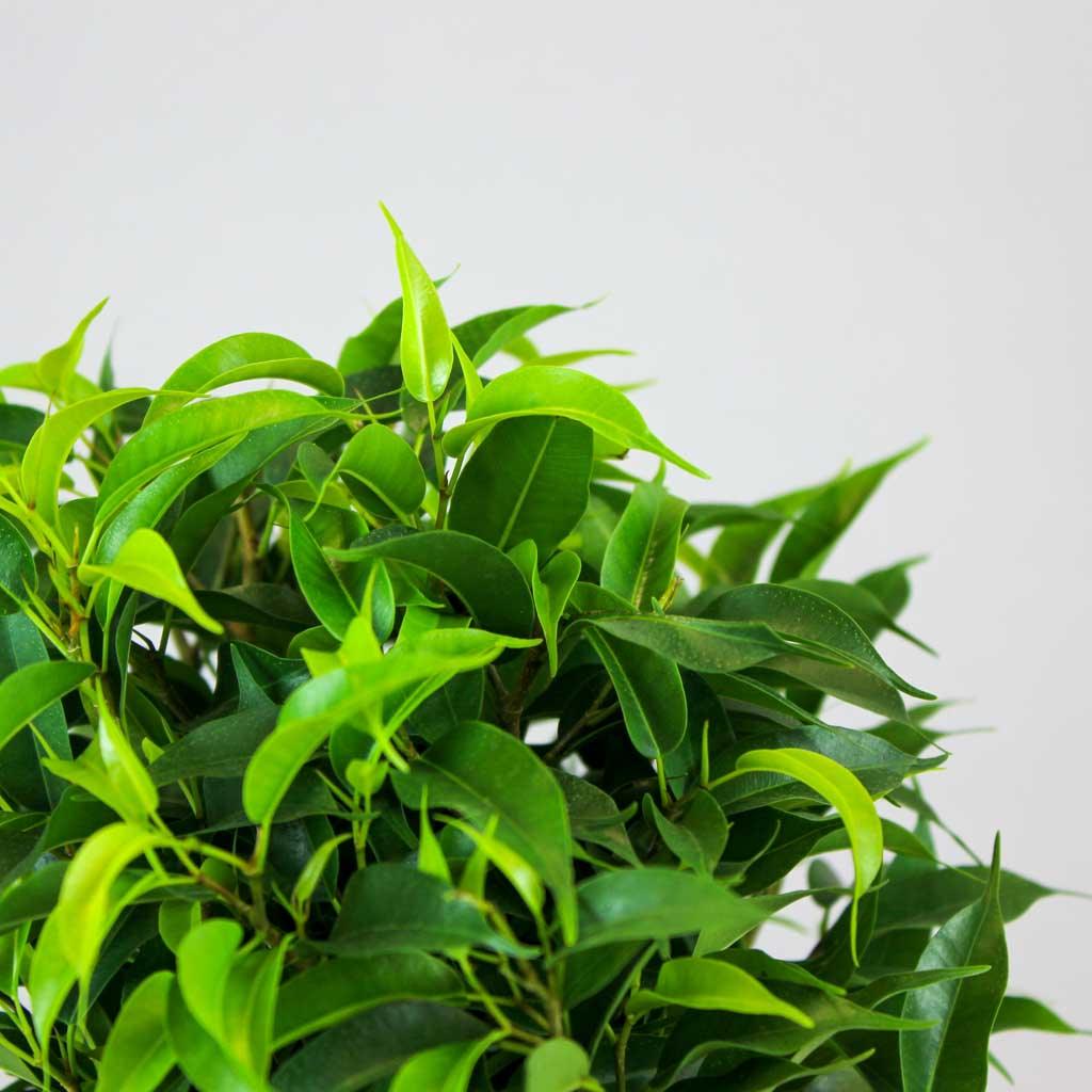 Weeping Fig Tree (Ficus Natasha) | Indoor Tree – Bloombox Club