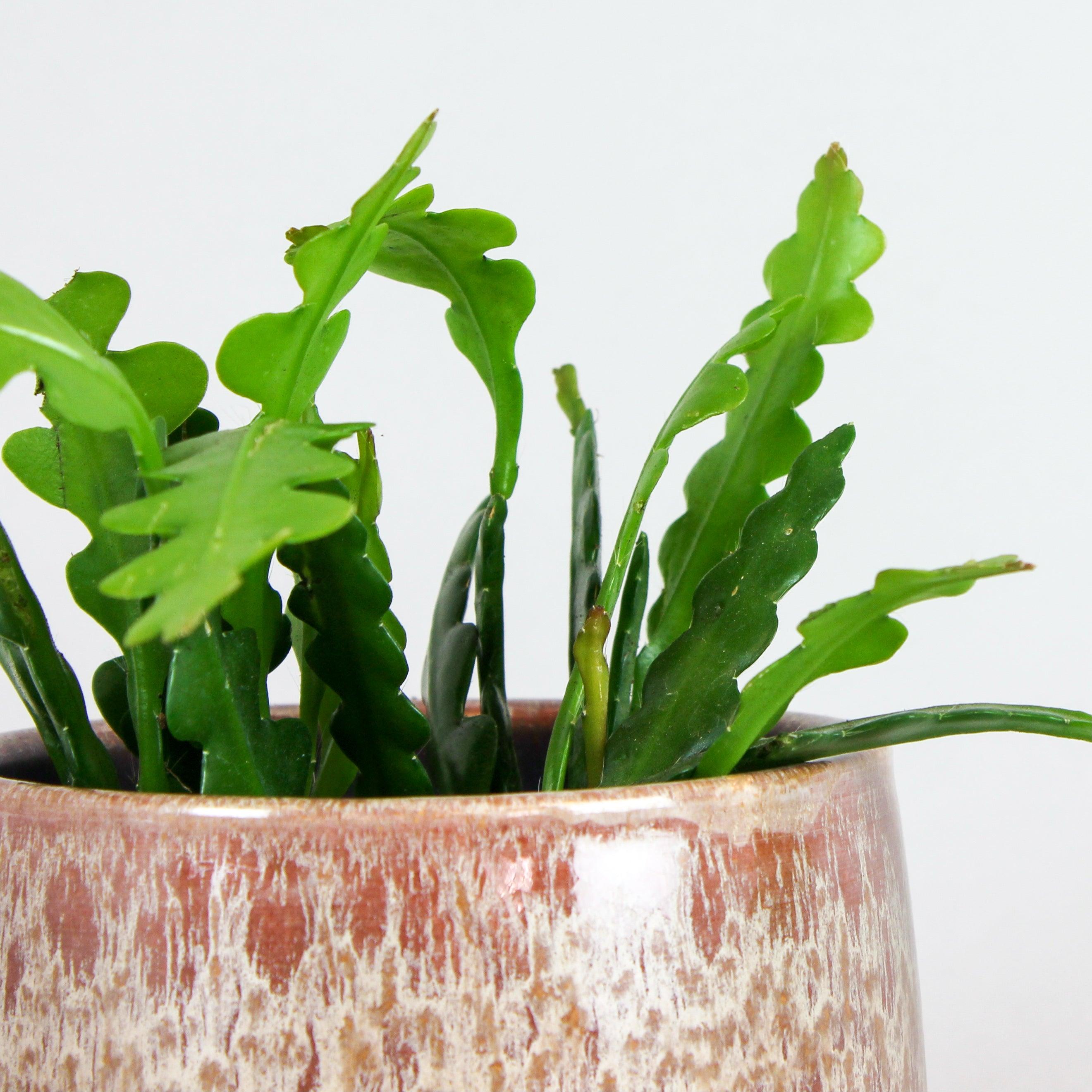 Fishbone Cactus (Epiphyllum Anguliger) | Easy Care Plant – Bloombox Club