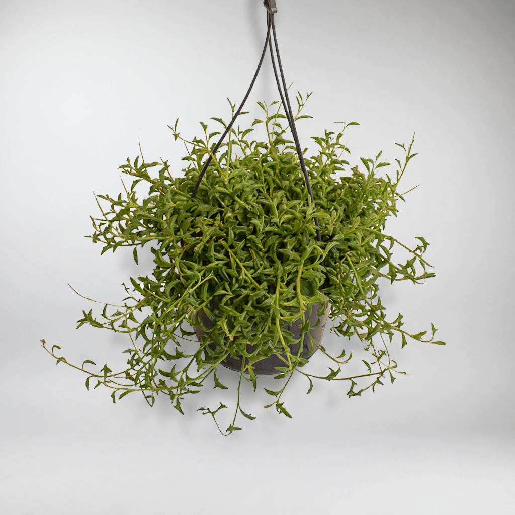 String of Dolphins - Unique, Easy-Care Succulent for Any Space ...