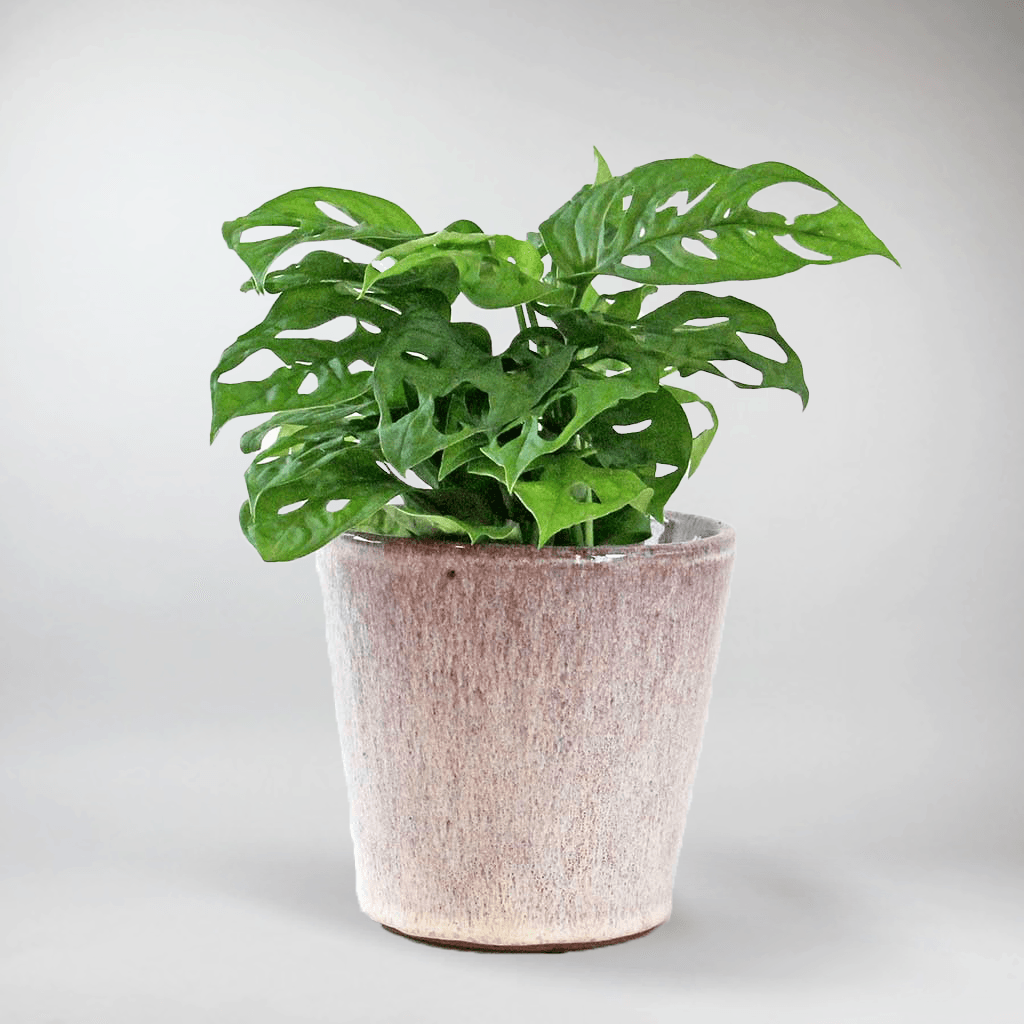 Monkey Plant: Wild Monstera Variety for Urban Jungles – Bloombox Club