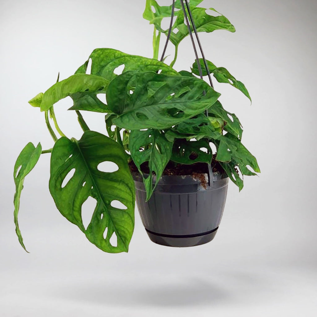 Monstera Adansonii | Hanging Monkey Mask Monstera | Bloombox Club