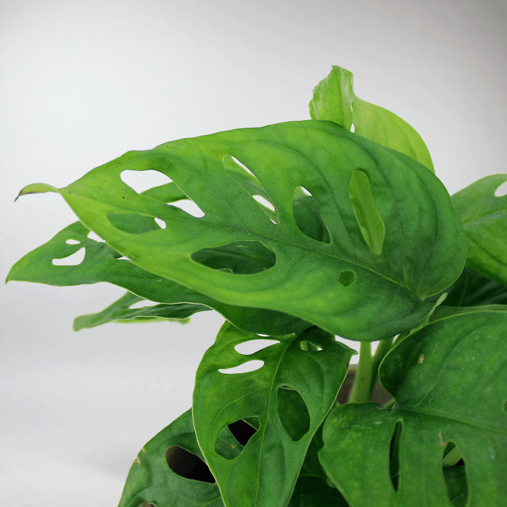 Monkey Plant: Wild Monstera Variety for Urban Jungles – Bloombox Club