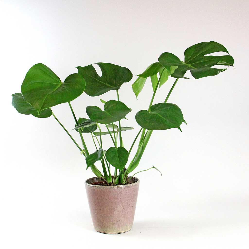 Large Swiss Cheese Plant | Monstera Deliciosa – Bloombox Club