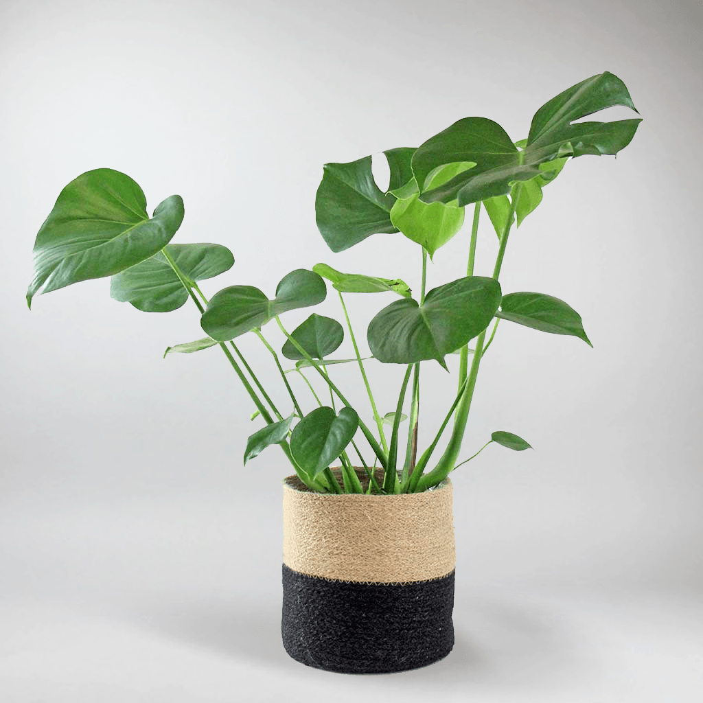 Large Swiss Cheese Plant | Monstera Deliciosa – Bloombox Club