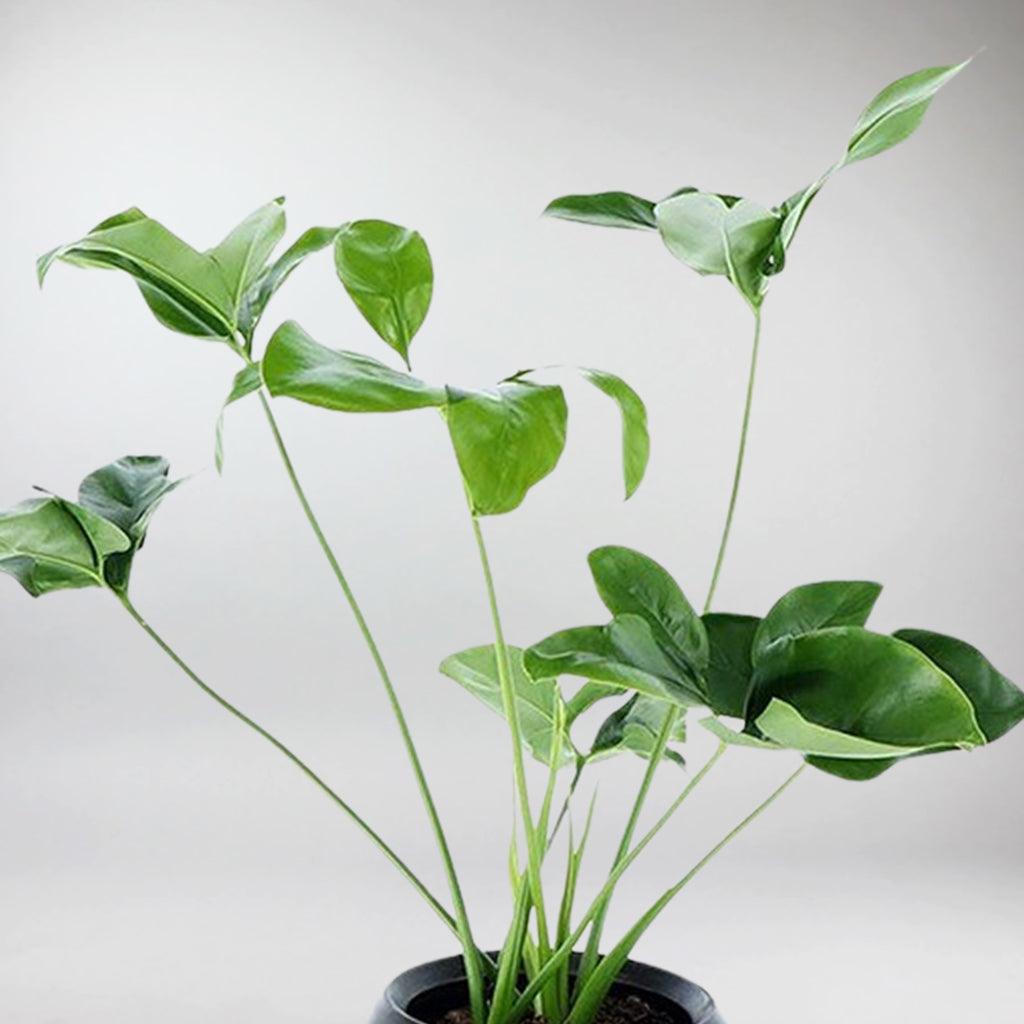 Rare Philodendron Green Wonder: Exotic Beauty for Your Home – Bloombox Club