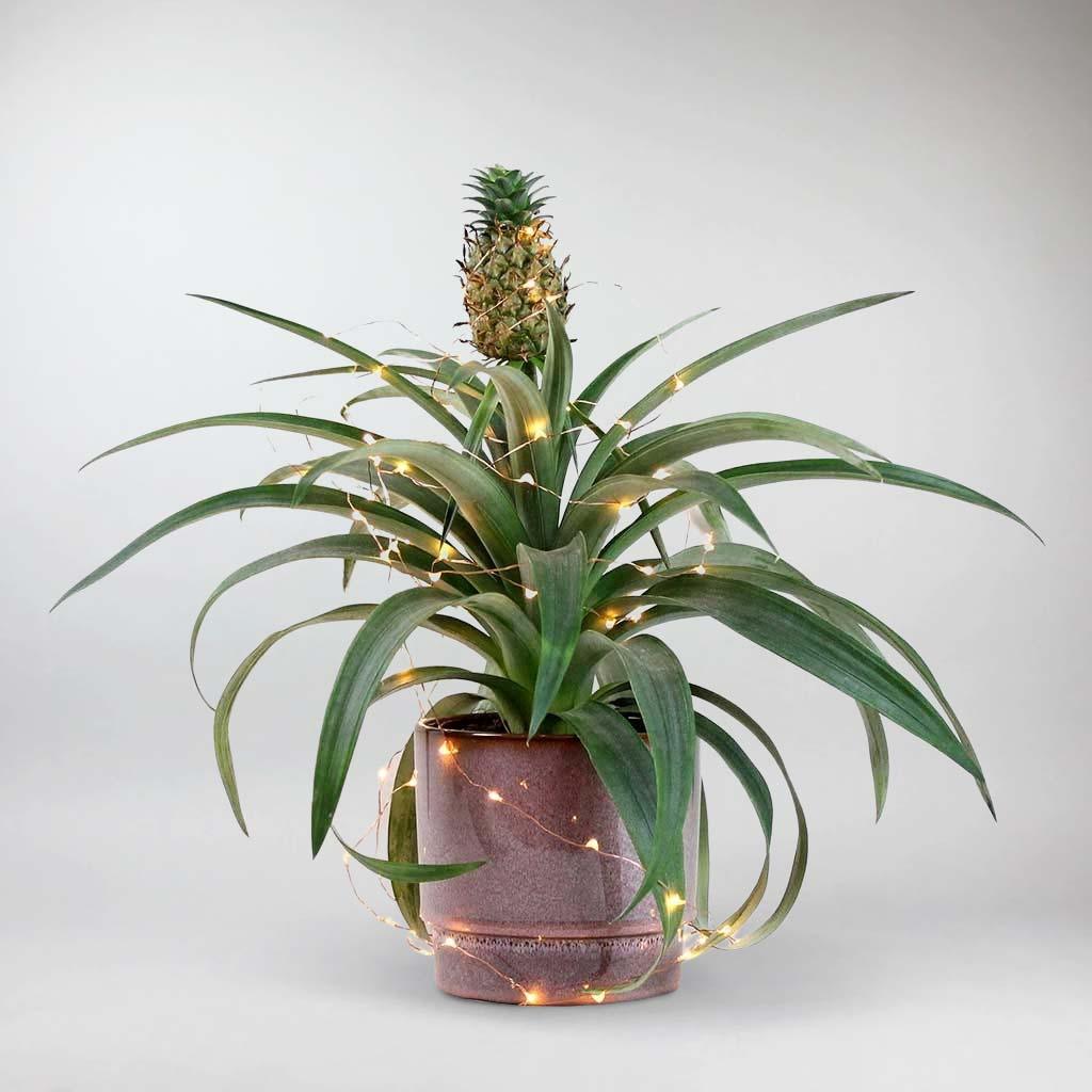 Ananas Comosus | Dwarf or Miniature Pineapple Plants | Bloombox Club UK