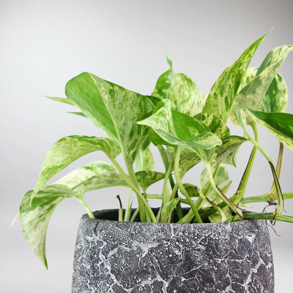 Marble Queen Pothos (Epipremnum aureum) – Elegant Air-Purifying Plant ...