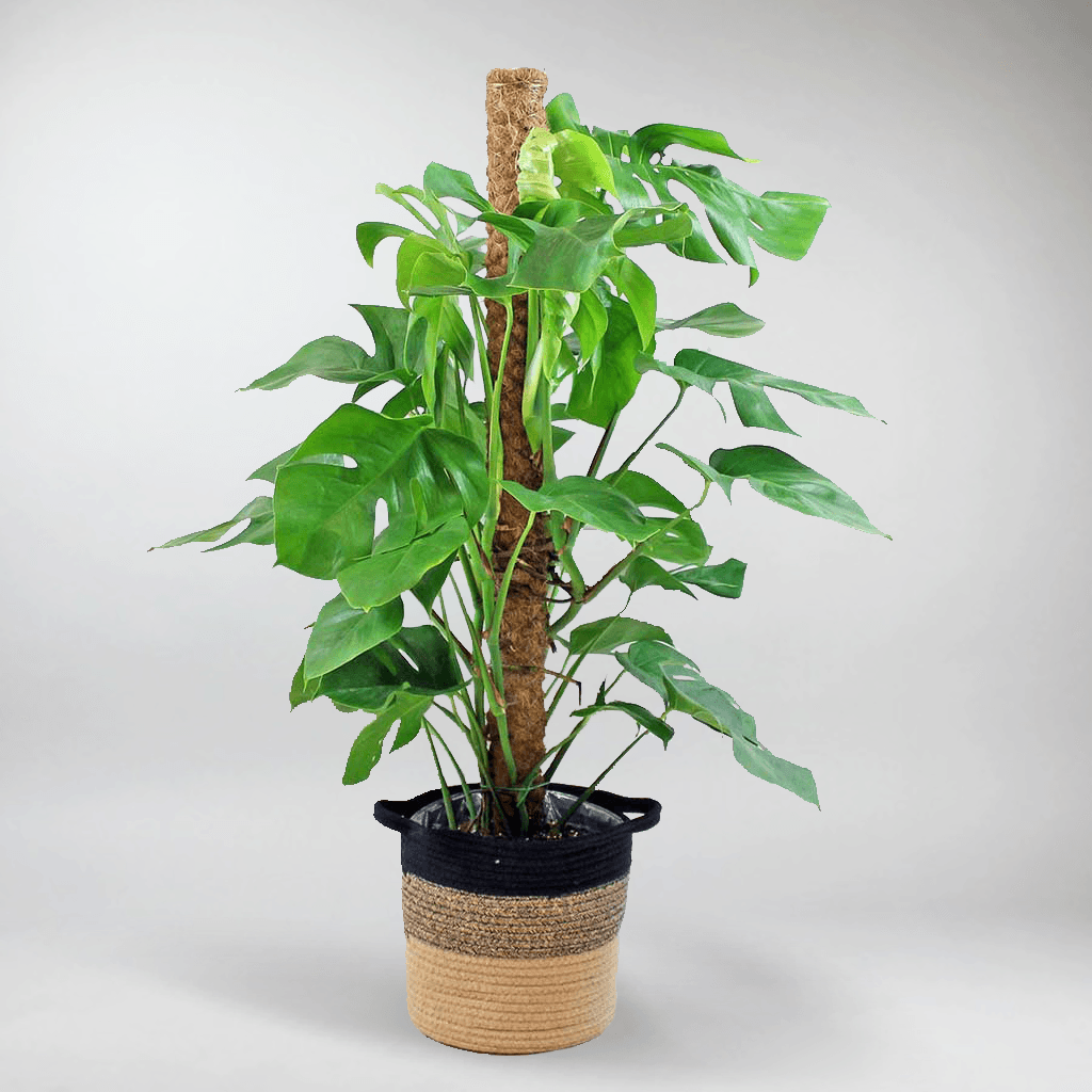 Tall Swiss Cheese Plant with Moss Pole | Indoor Monstera – Bloombox Club