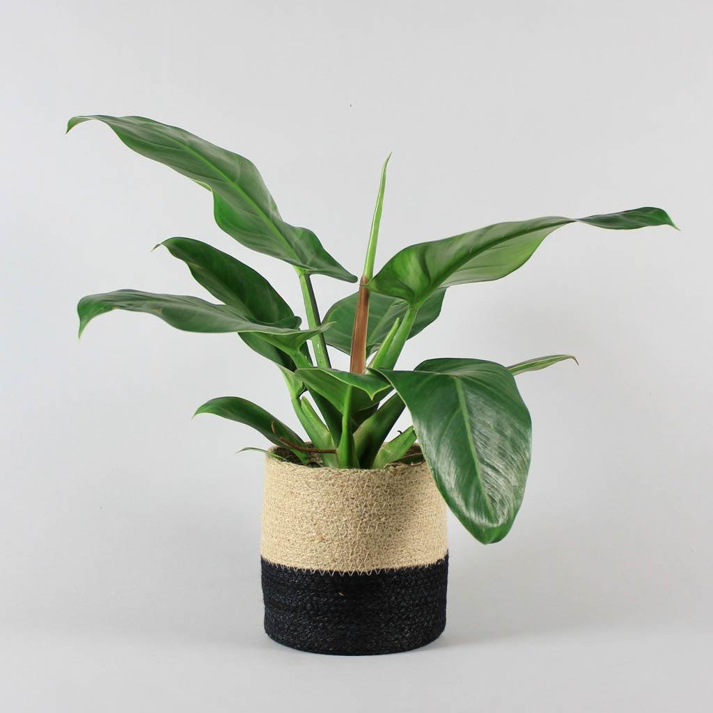 Philodendron Imperial Green Plant | Easy Care Indoor Foliage – Bloombox ...