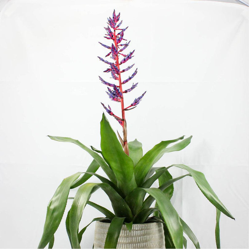 Aechmea Blue Rain - Bromeliad | Flowering Plant Collection – Bloombox Club