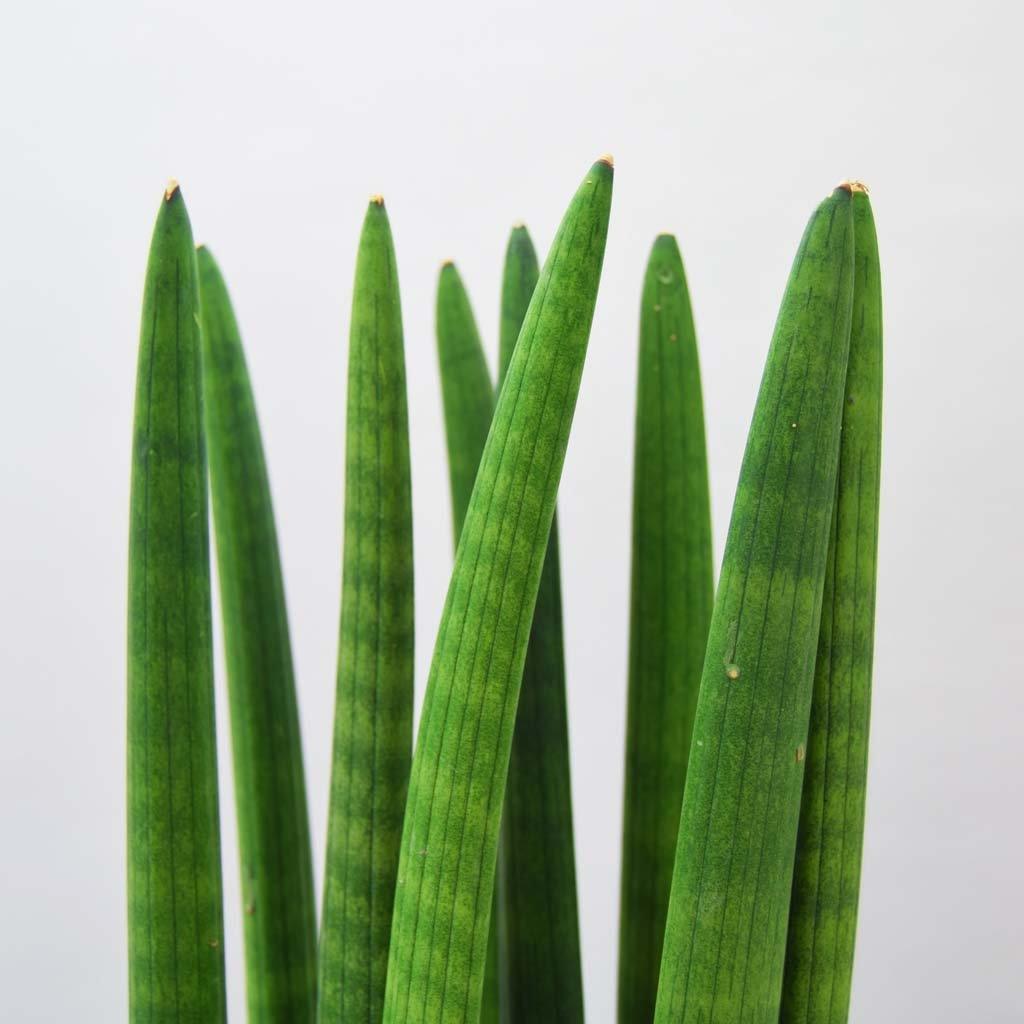 Cylindrical Snake Plant - Stylish, Low-Maintenance & Air-Purifying ...