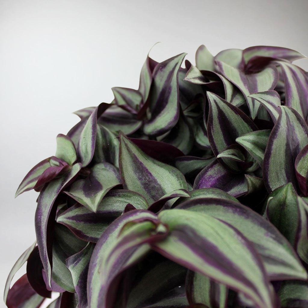 Wandering Dude Plant | Easy Trailing Houseplant – Bloombox Club